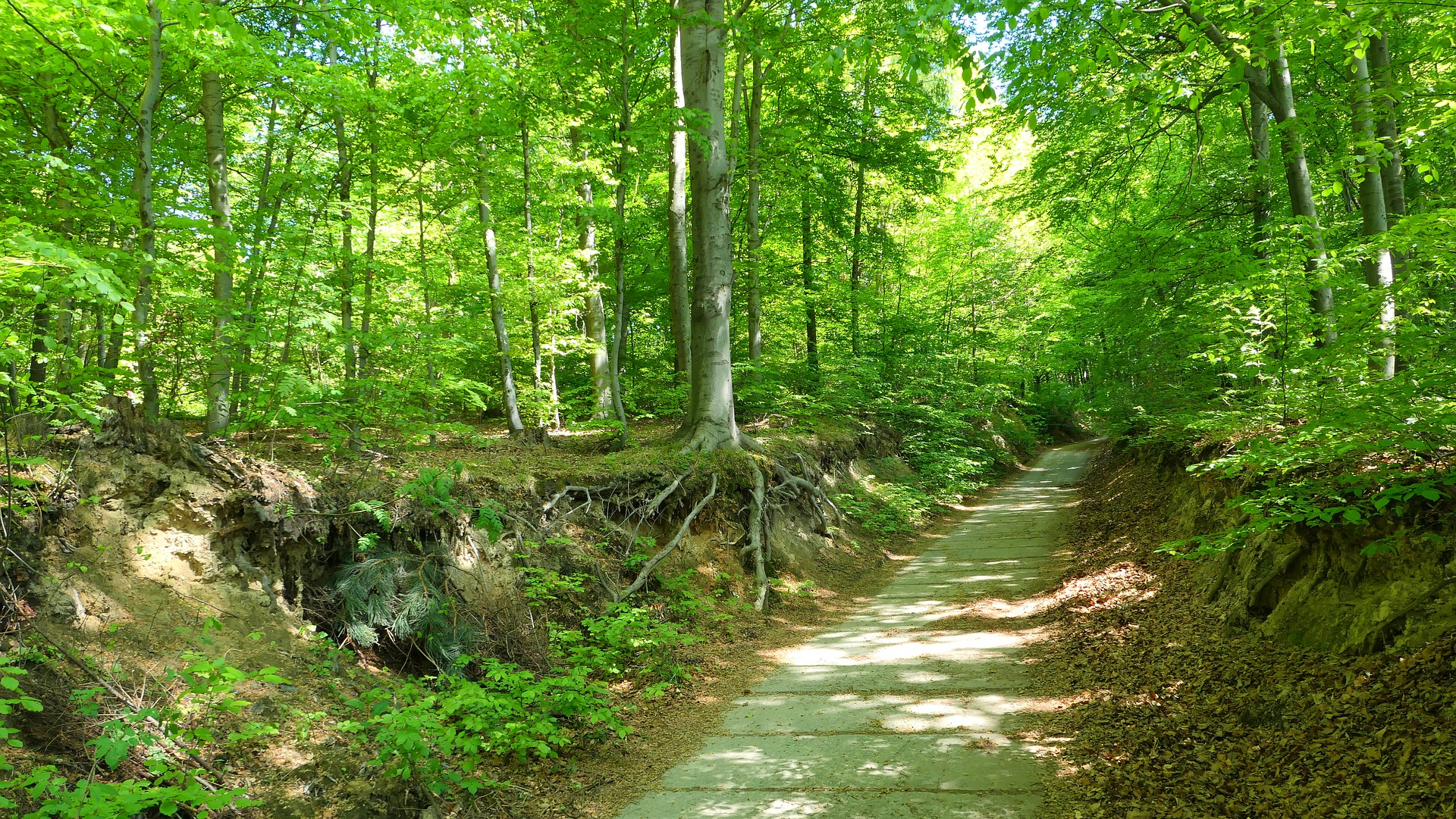 Forestale – Risorsa Verde